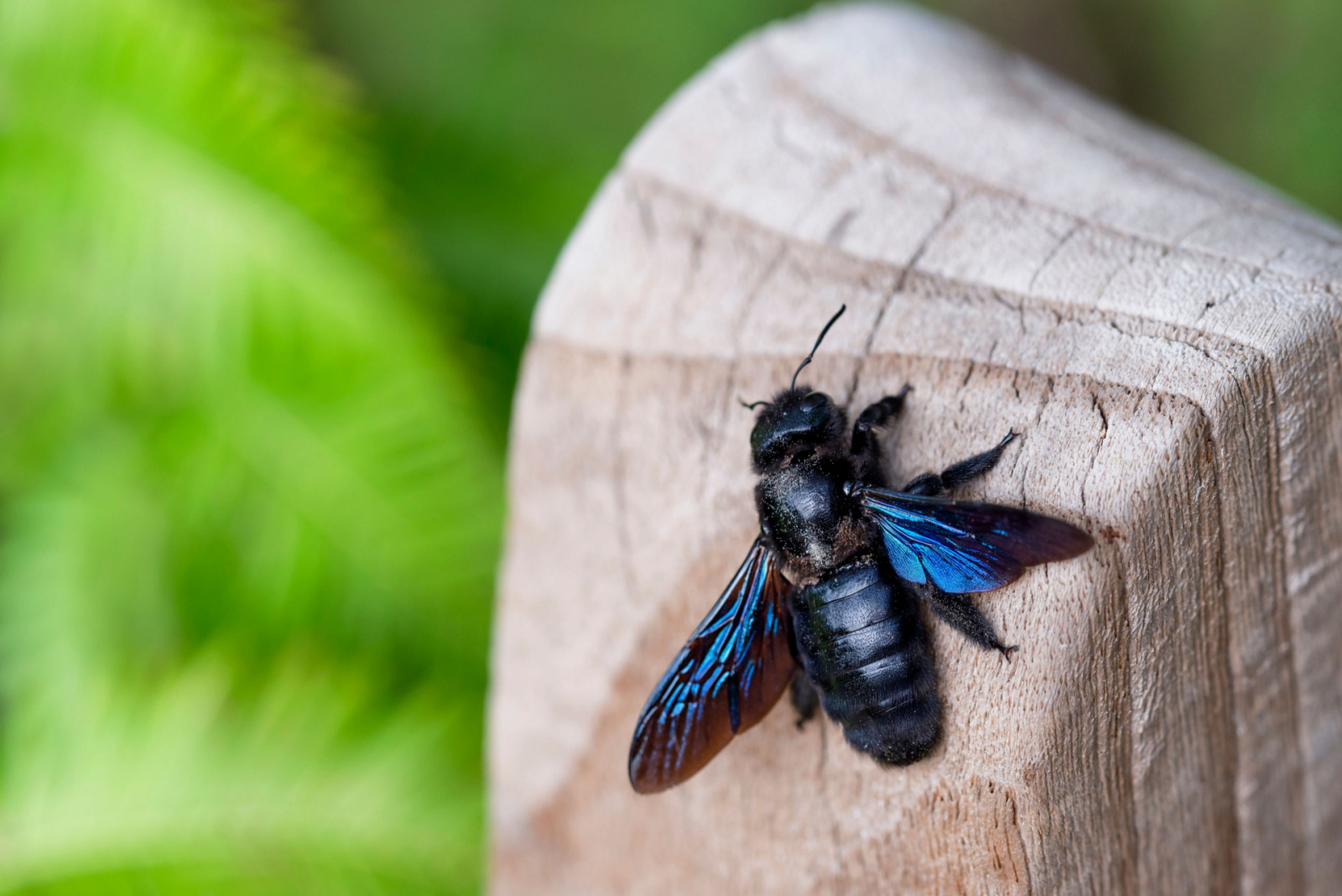 Drvodělka fialová: Velká včela, která vypadá nebezpečně, ale bát se jí ...