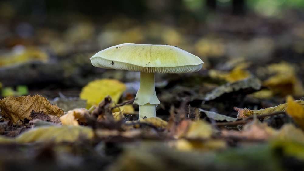 Nejjedovatější houba v ČR má přezdívku kalich smrti. V jakém množství ...