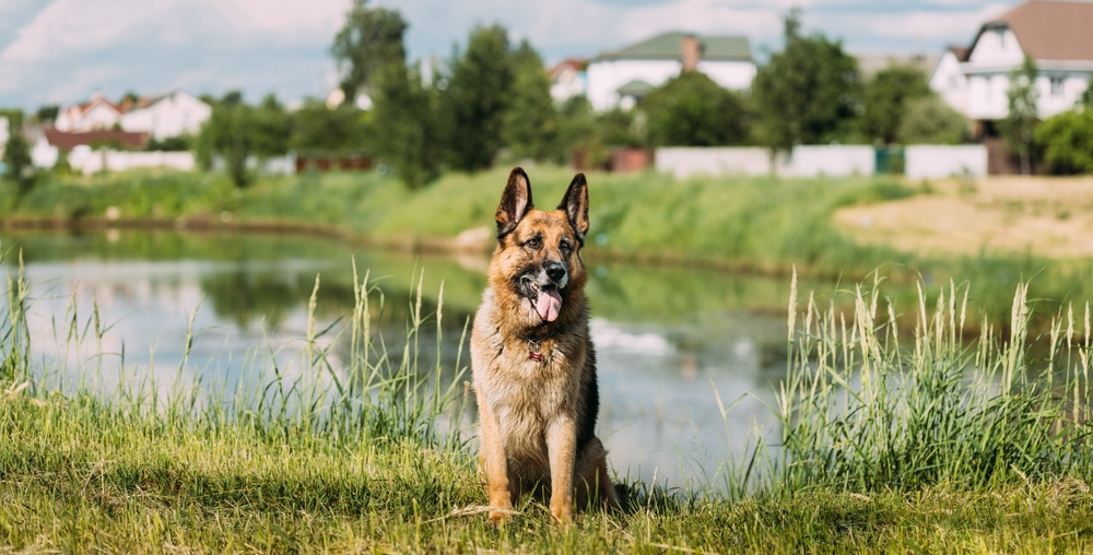 Vlčák přinesl svému pánovi z lesa malé štěně. Později se ukázalo, že to ...